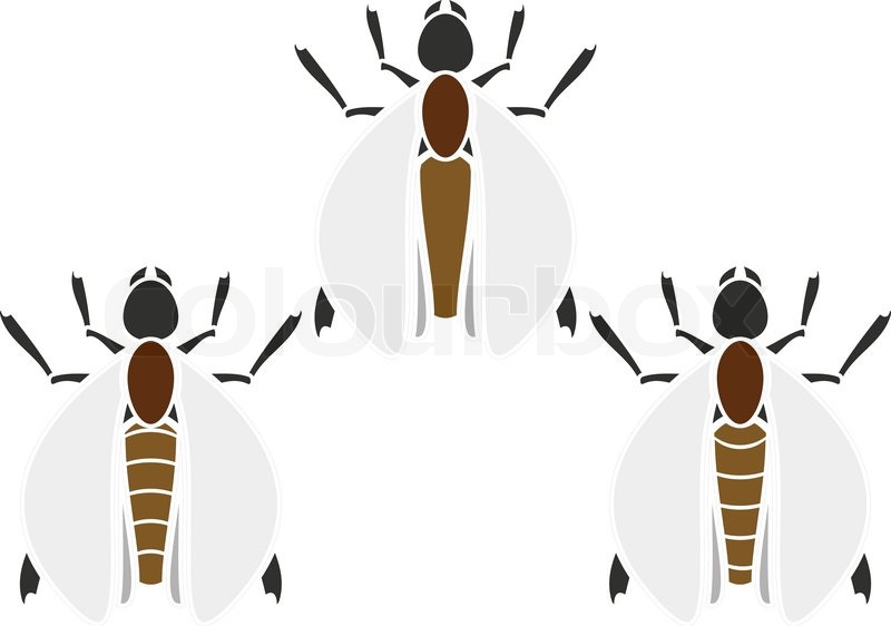 Set of insects stencils second ... | Stock vector | Colourbox