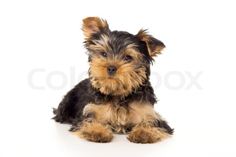 Portrait of a purebred puppy yorkshire ... | Stock image | Colourbox