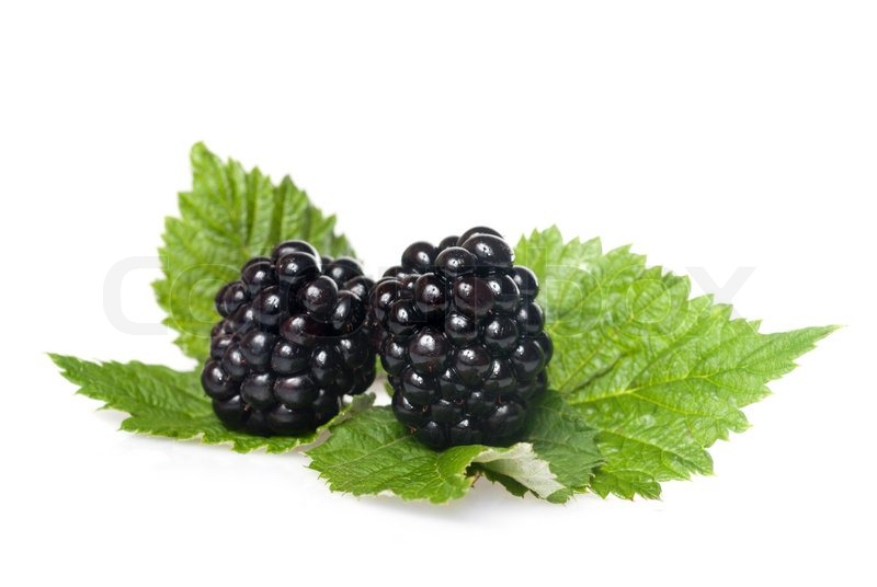 Brombeere auf grünem Blatt isoliert auf ... | Stock Bild | Colourbox
