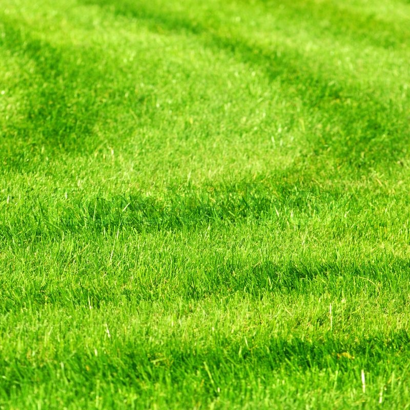 Green grass background with stripes | Stock image | Colourbox