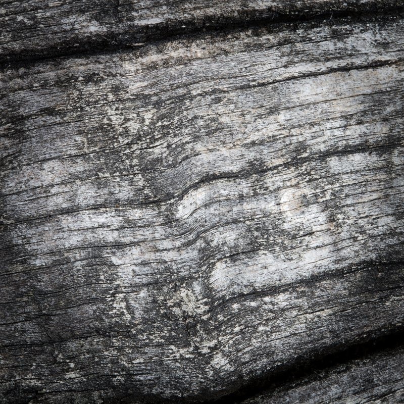 Close-up wooden cut texture | Stock image | Colourbox