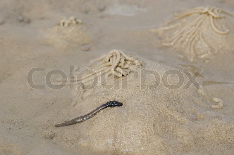 Burrows of the lugworm or sandworm, ... | Stock image | Colourbox