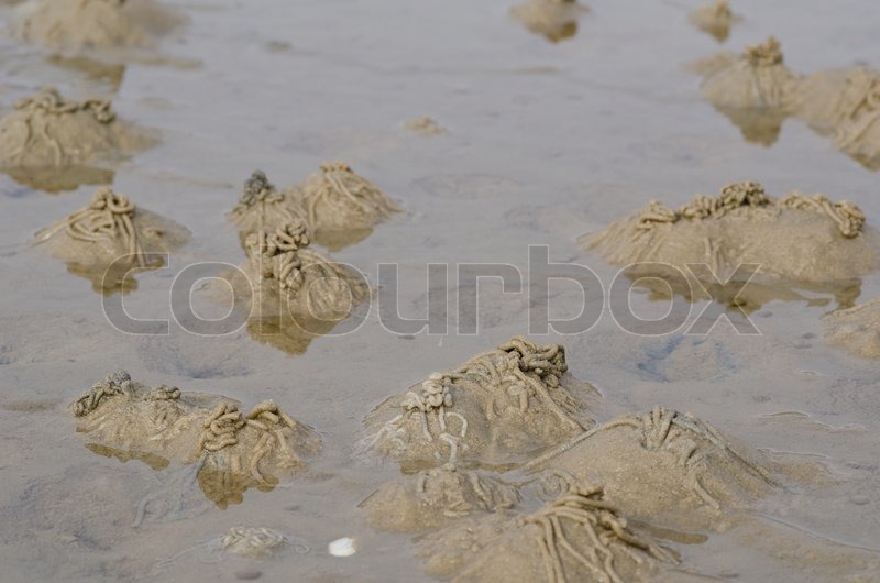 Burrows of the lugworm or sandworm, ... | Stock image | Colourbox