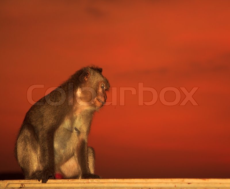 Monkey | Stock image | Colourbox