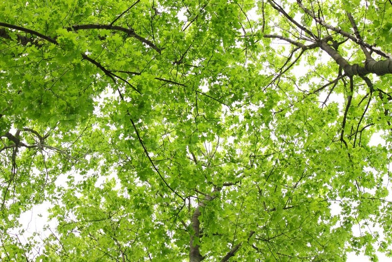 Branches of trees at spring | Stock image | Colourbox