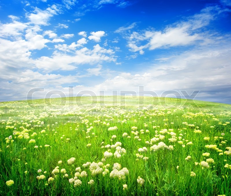 Feld der Blumen | Stock Bild | Colourbox