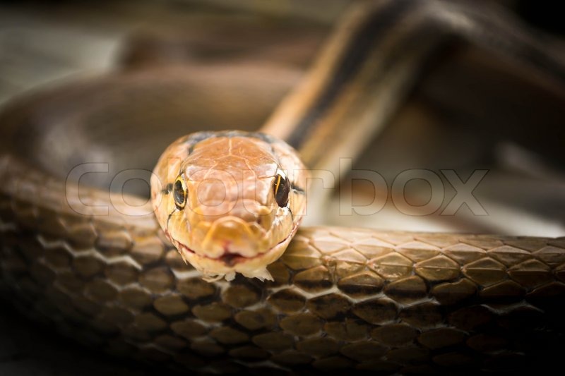 Slanger, giftige krybdyr | Stock foto | Colourbox