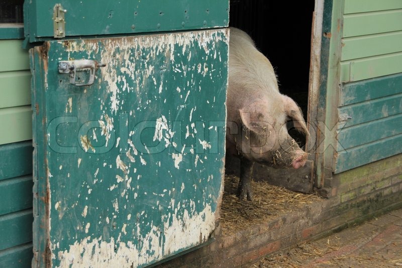 Walking pig. | Stock image | Colourbox
