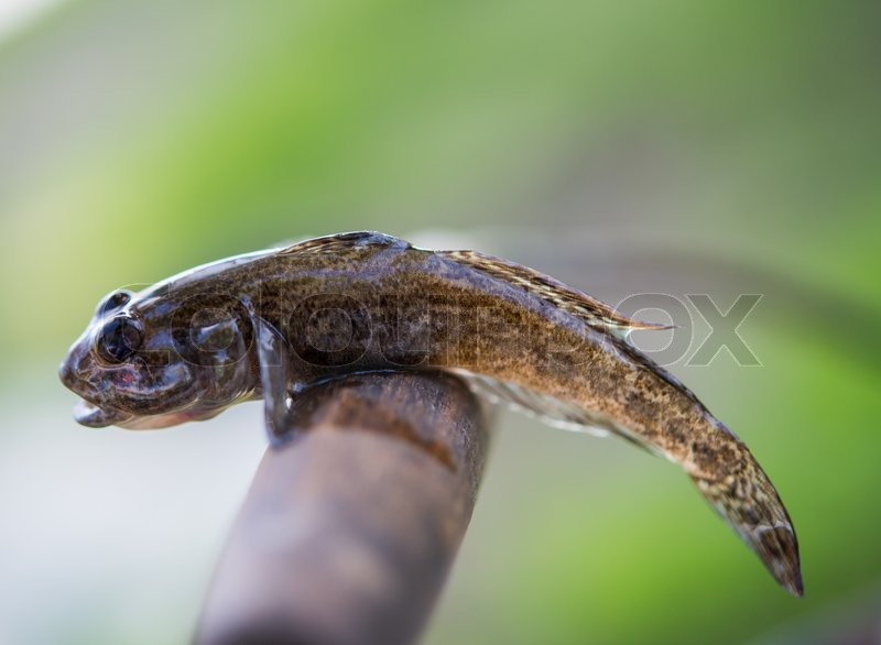 Goby fish on dry land | Stock Bild | Colourbox