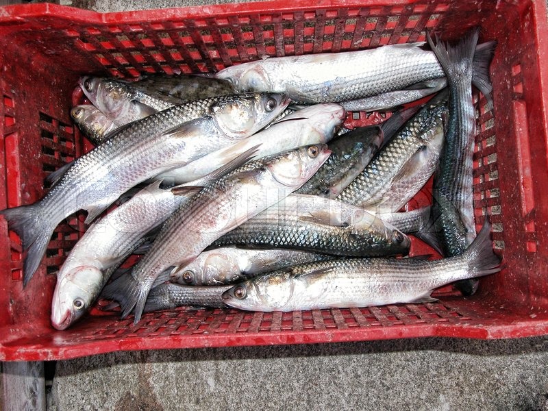 Fishes captured with a net and put in a ... | Stock image | Colourbox