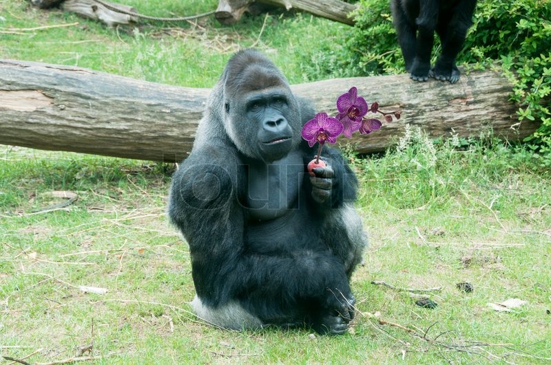 Mokey giving flower as present | Stock image | Colourbox
