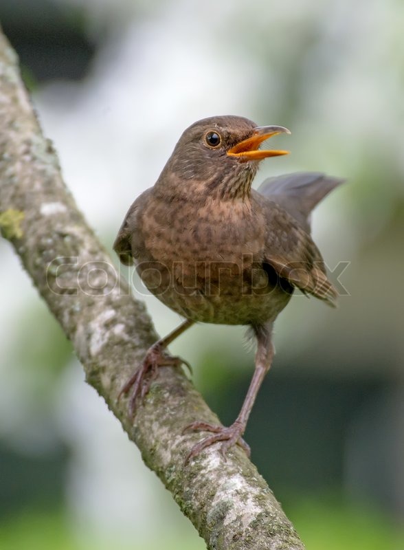 Solsort | Stock foto | Colourbox