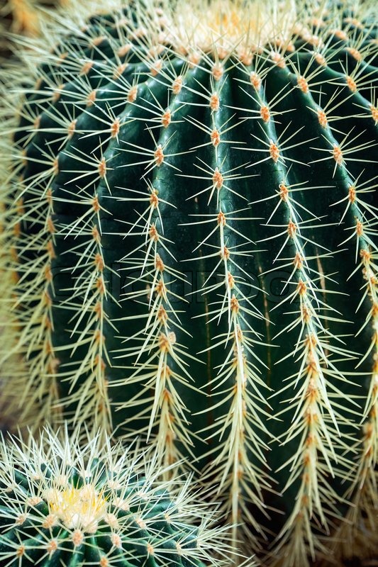 Detailed view of a cactus | Stock image | Colourbox