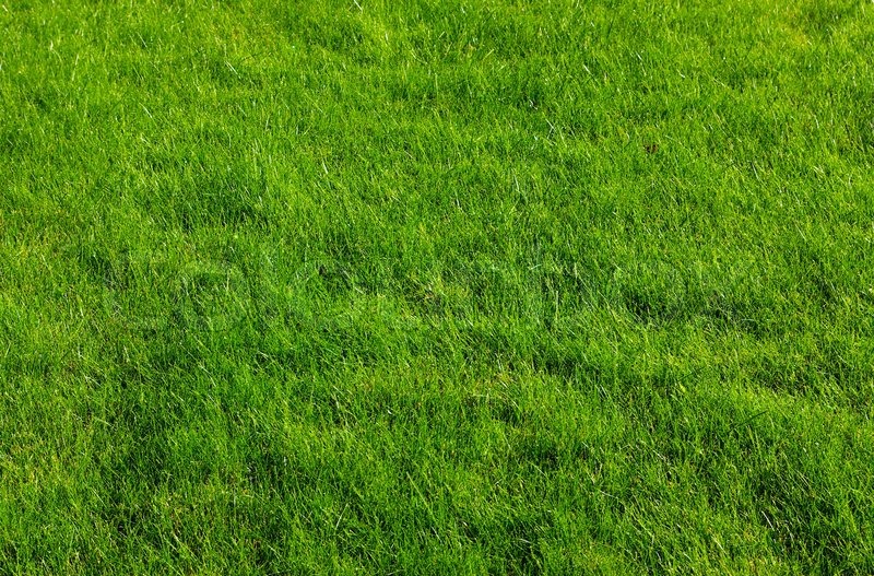 Græs | Stock foto | Colourbox