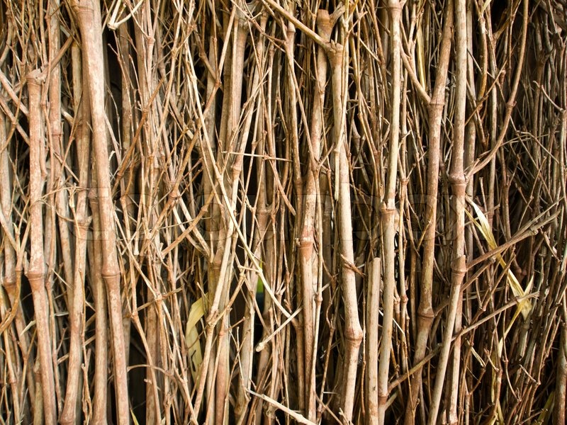 Branches texture | Stock image | Colourbox