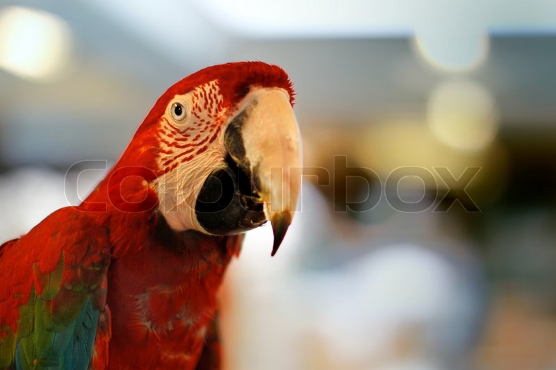 Red Ara Papagei | Stock Bild | Colourbox