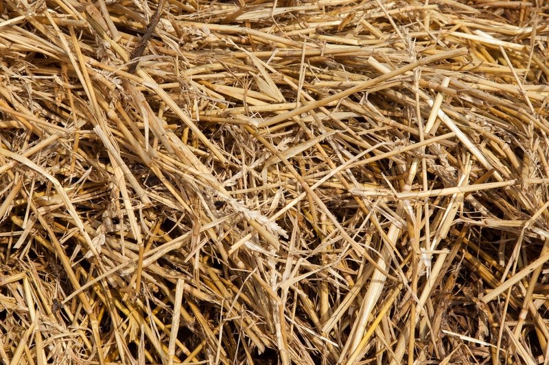 Close up of straw background texture, ... | Stock image | Colourbox