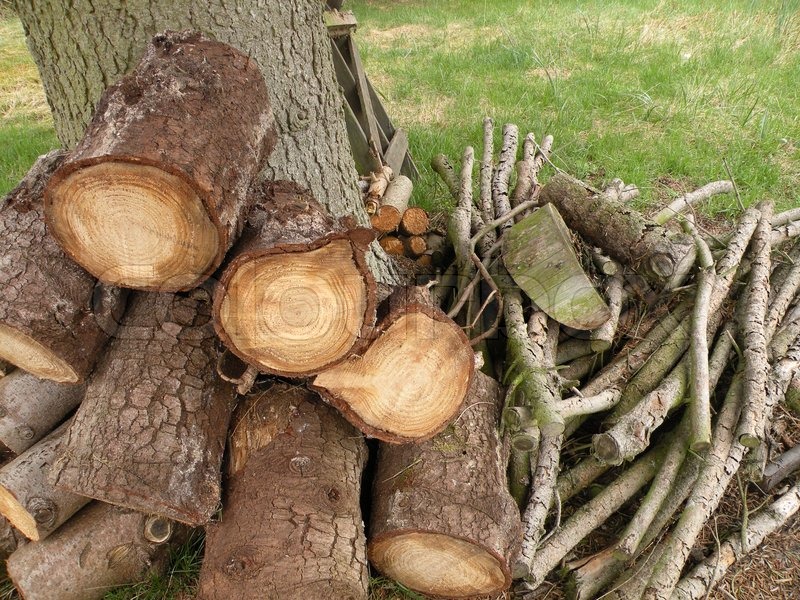 Close up of cut tree trunk pieces and ... | Stock image | Colourbox