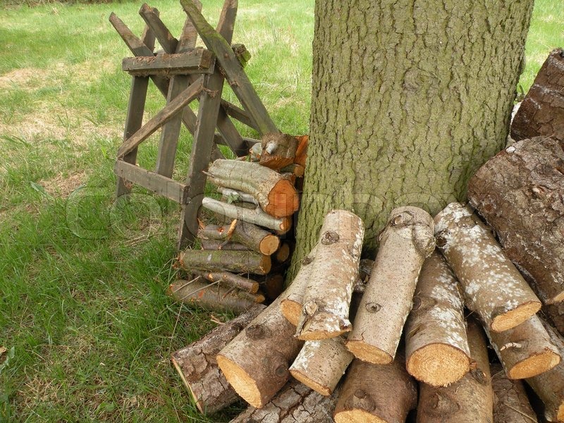 Cut tree trunk pieces laying benath a ... | Stock Photo | Colourbox