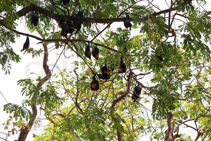 Bats on the tree | Stock image | Colourbox