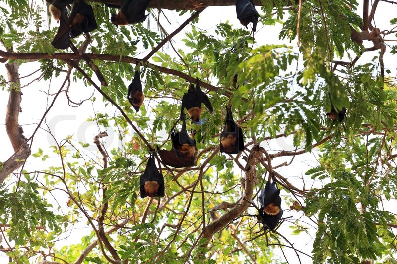 Bats on the tree | Stock image | Colourbox