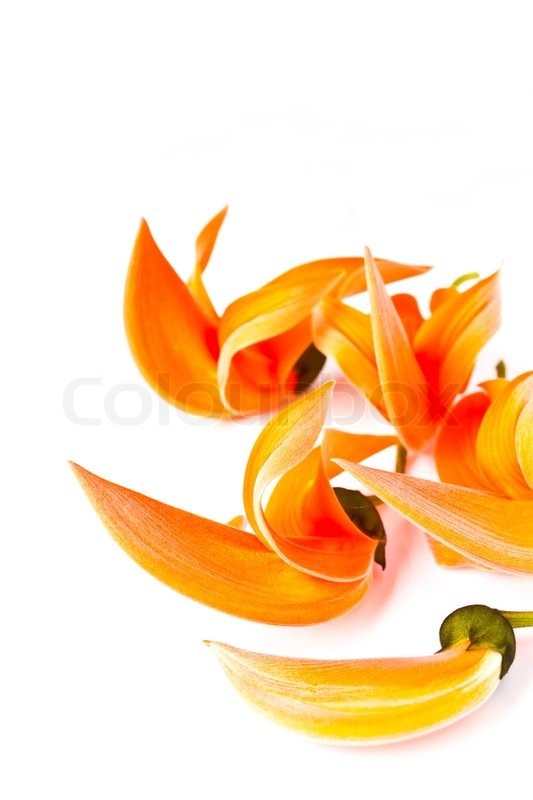 Dhak flower on white background | Stock image | Colourbox