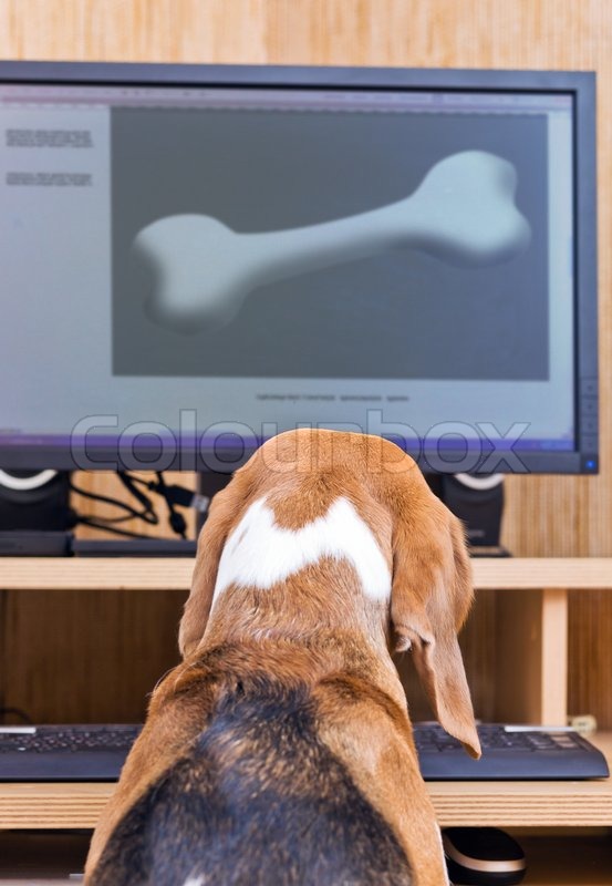 Dog sitting in front of the computer. ... | Stock image | Colourbox