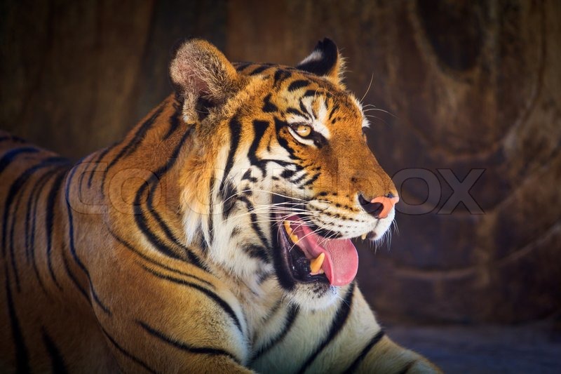 Tiger | Stock Bild | Colourbox