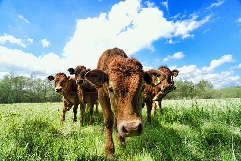 Køer på en mark | Stock foto | Colourbox