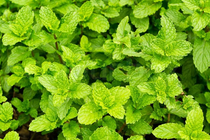 Peppermint background | Stock image | Colourbox