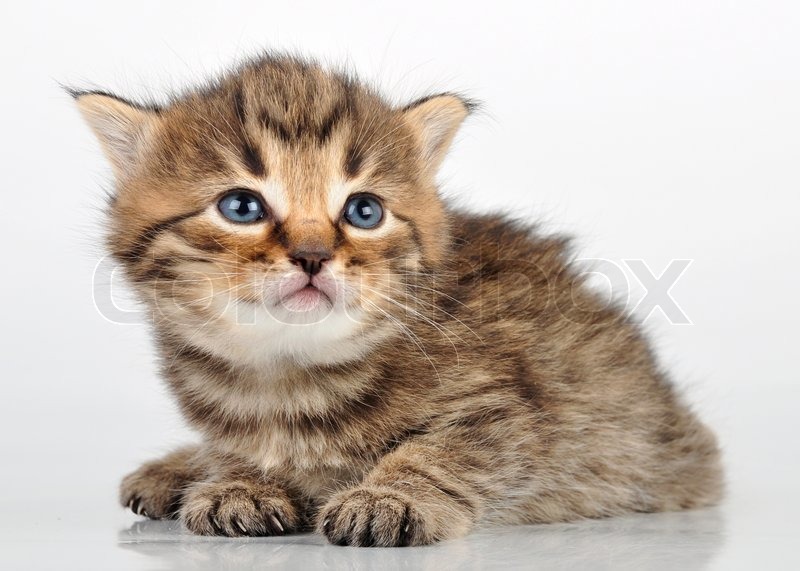Beautiful cute 20 days old small kitten ... | Stock image | Colourbox