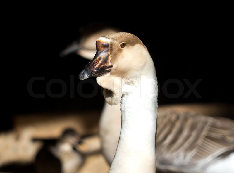 Porträt einer Gans | Stock Bild | Colourbox