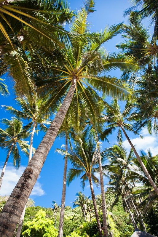 Palmen | Stock Bild | Colourbox