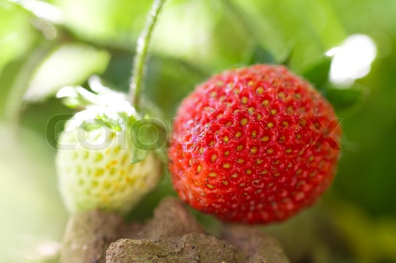 Strawberry in nature. macro | Stock image | Colourbox