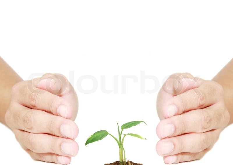 Hand protecting plant | Stock image | Colourbox