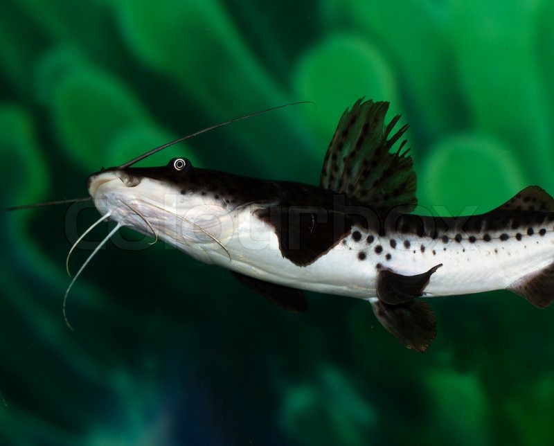 Catfish in the aquarium | Stock image | Colourbox