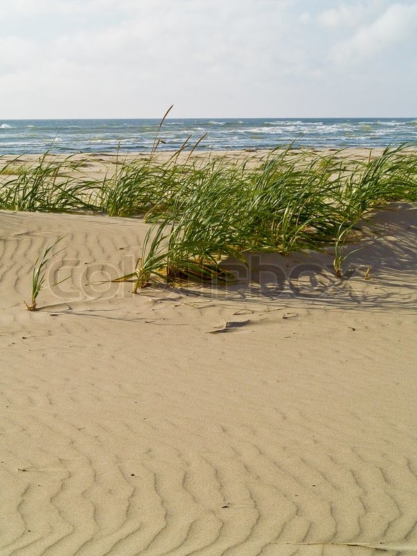 Sandy Beach with Beach Grass Leading to ... | Stock image | Colourbox