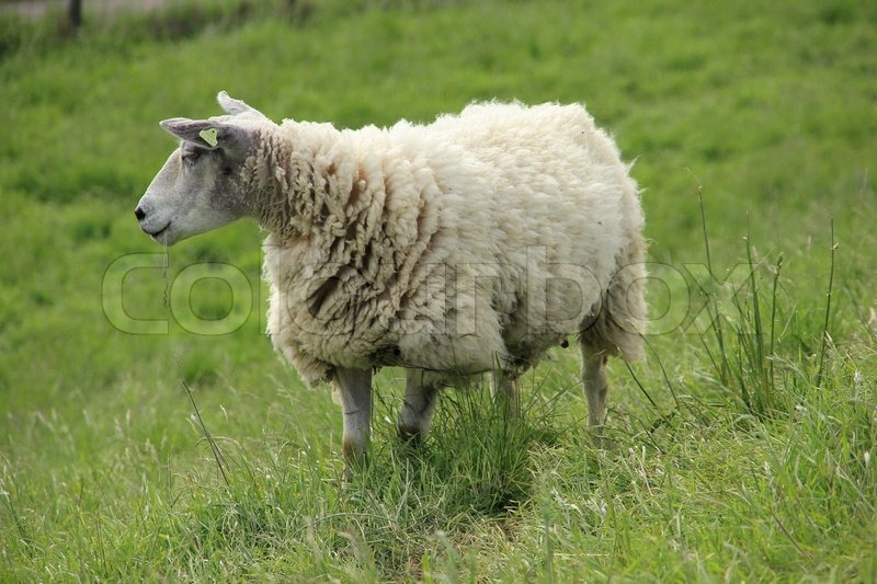 White sheep. | Stock image | Colourbox