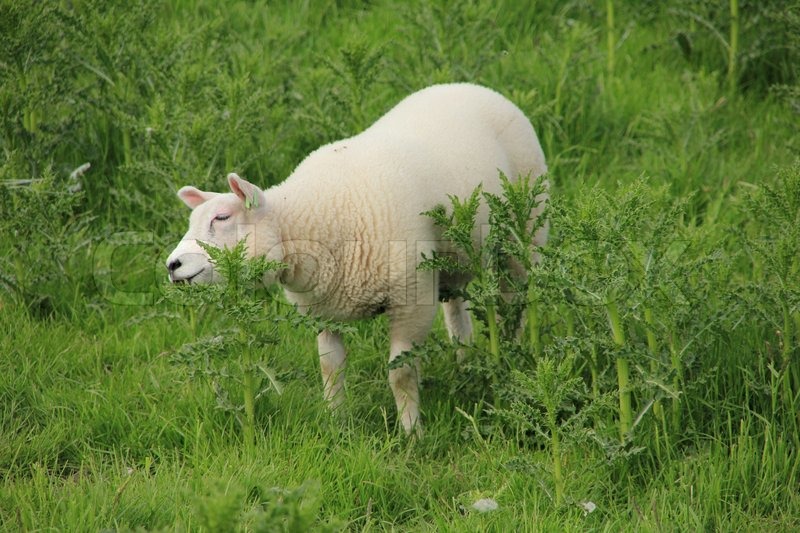 Eating lamb. | Stock image | Colourbox