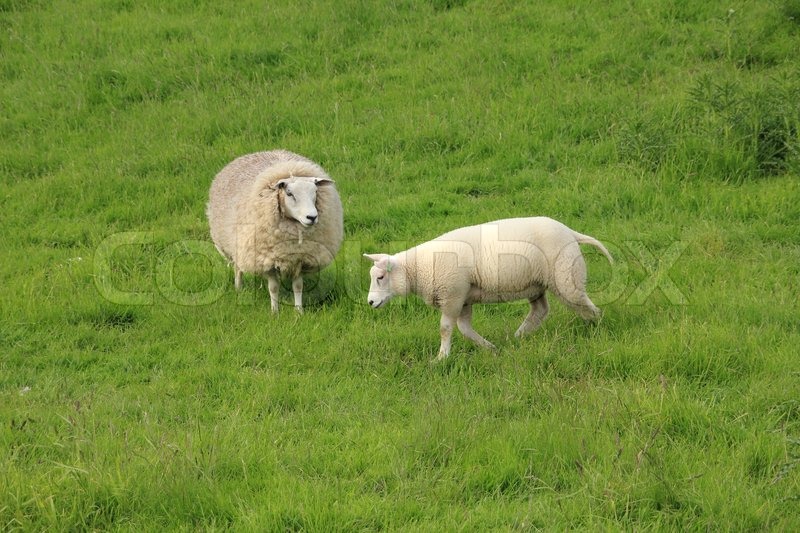 Sheep and lamb. | Stock image | Colourbox