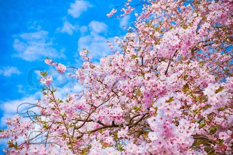Sakura flowers blooming. Beautiful pink ... | Stock image | Colourbox