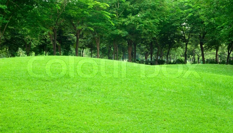 Back Yard Background