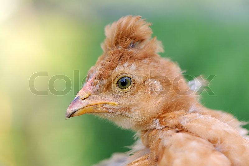 Red Crested Baby Chicken Close-Up | Stock Photo | Colourbox