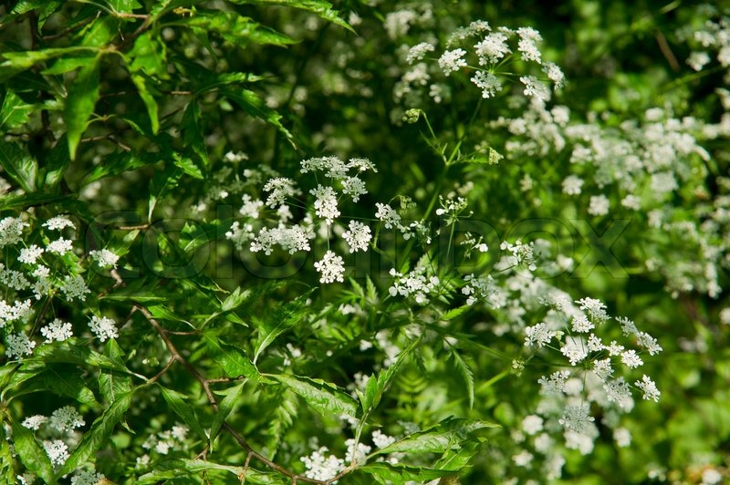 Cow Parsley in spring. | Stock image | Colourbox