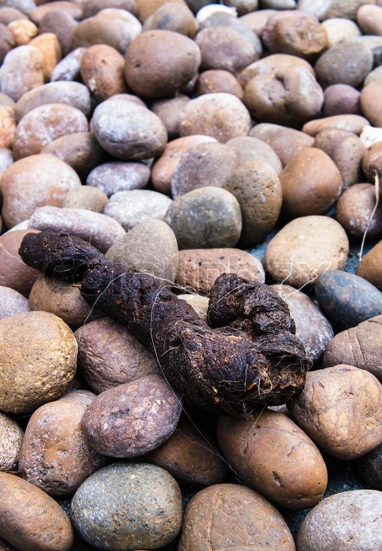 Excrement dog | Stock image | Colourbox