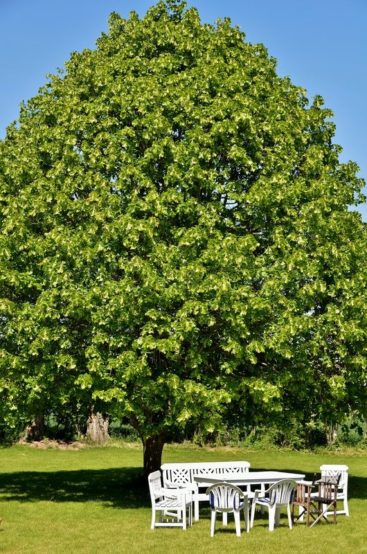 Lindetræ i have ved gård | Stock foto | Colourbox