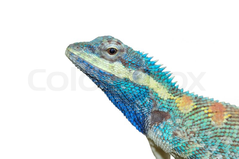 Blue Lizard with big eyes in closed up ... | Stock image | Colourbox