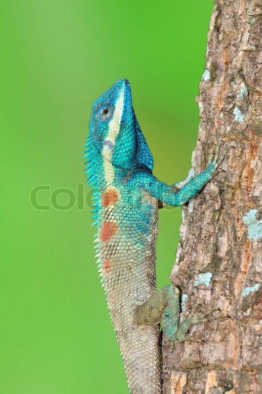 Blue Lizard with big eyes in closed up ... | Stock image | Colourbox