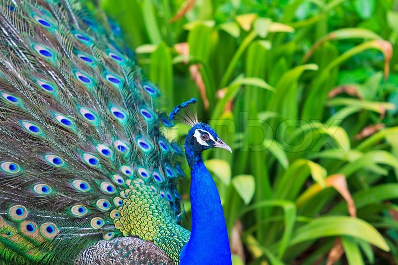 Close- up-Porträt der schönen Pfau | Stock Bild | Colourbox