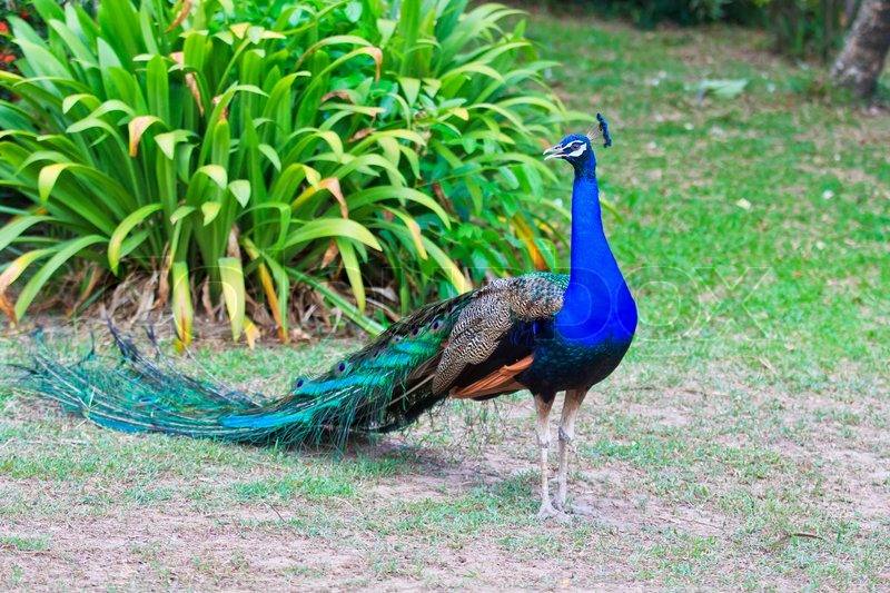 Close- up-Porträt der schönen Pfau | Stock Bild | Colourbox